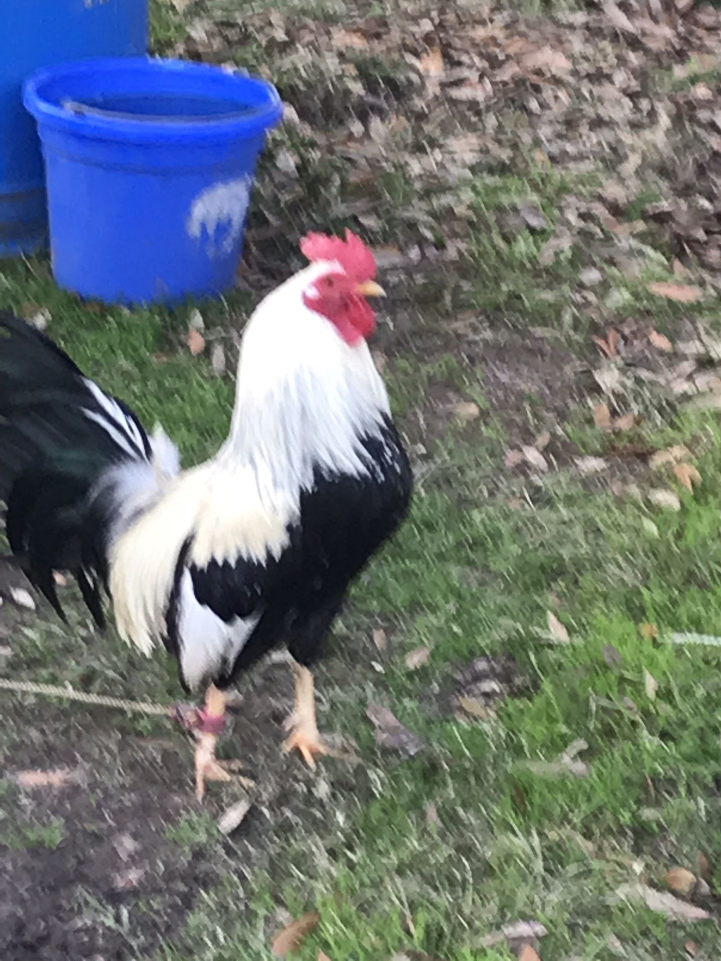 Law Grey Gamefowl