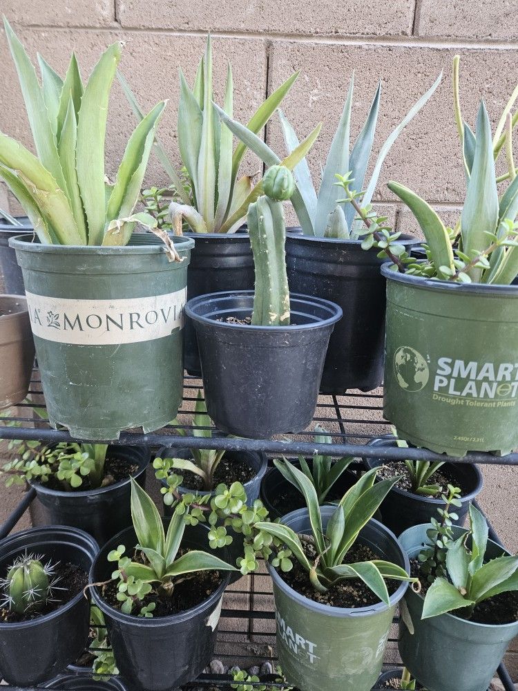 Agave/Firestick/San Pedro for Sale in Tolleson, AZ - OfferUp