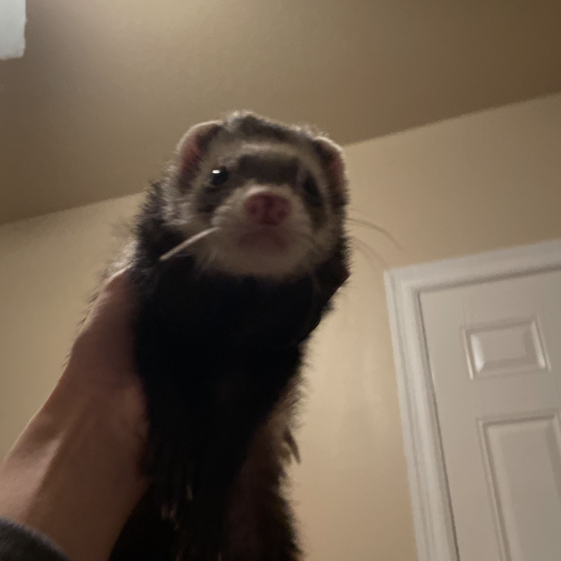 Scout & Bandit Ferret Duo for Sale in Round Rock, TX - OfferUp