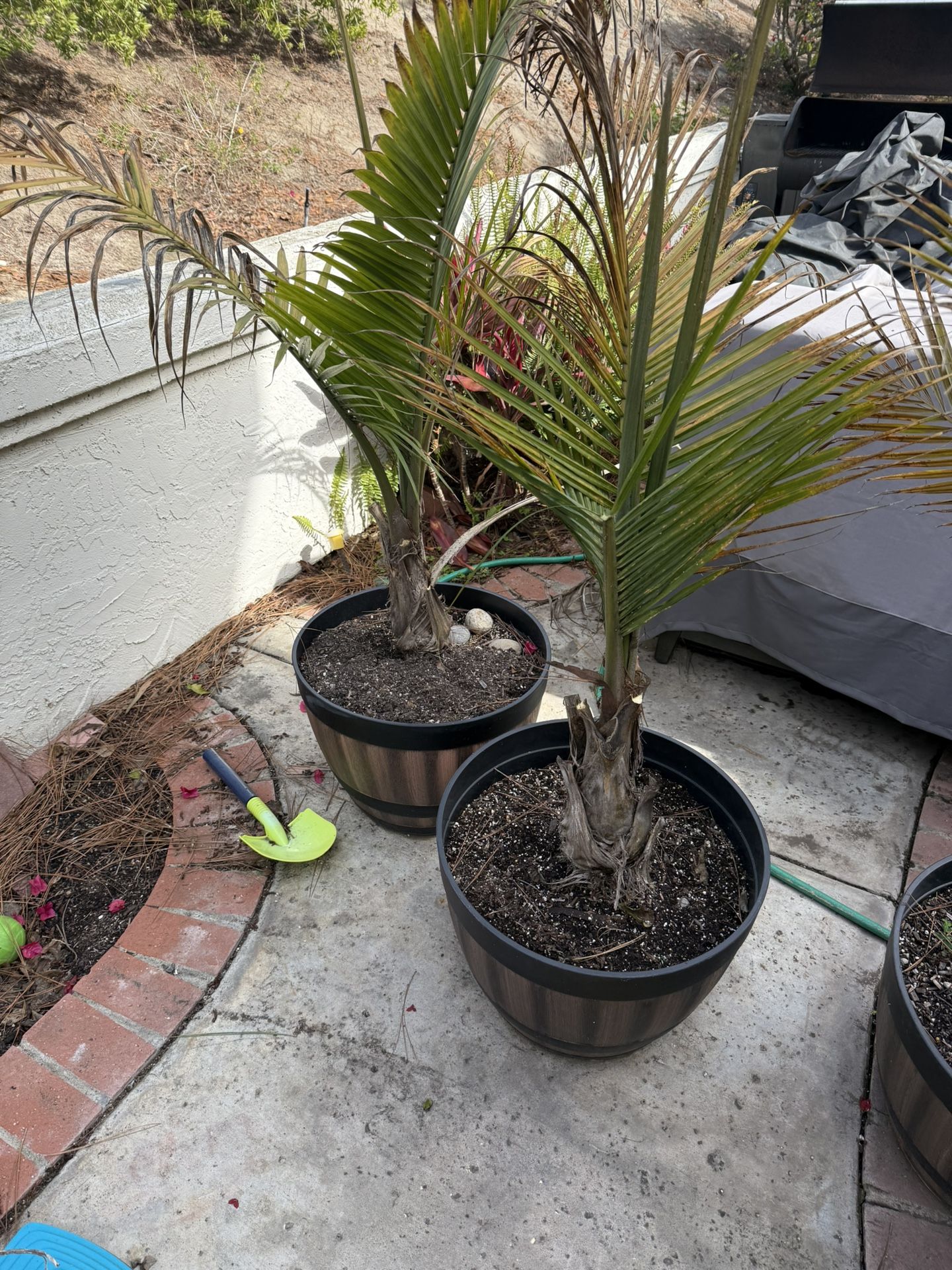 Small Palms In Pots for Sale in San Diego, CA - OfferUp
