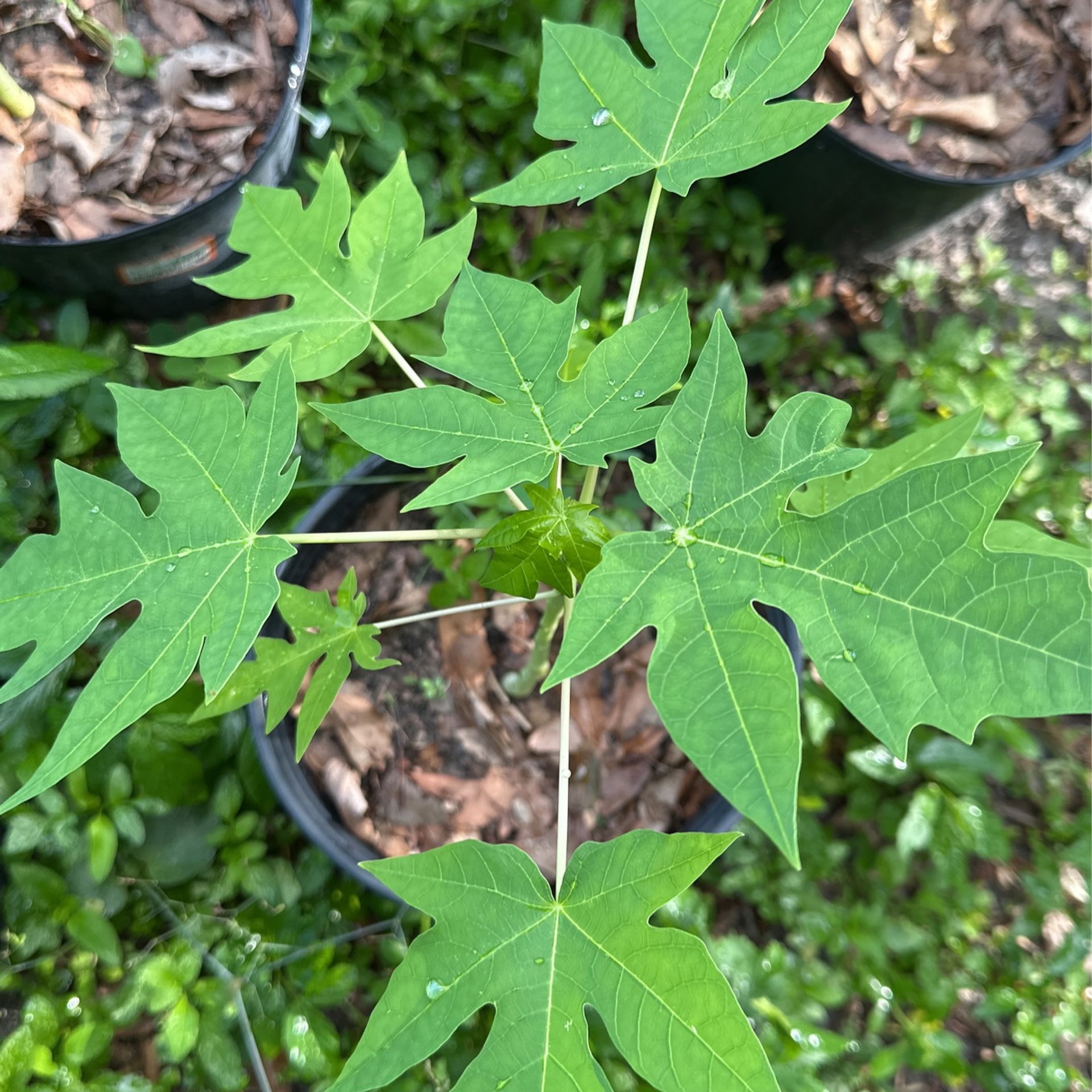 Papaya Trees for Sale in Dover, FL - OfferUp