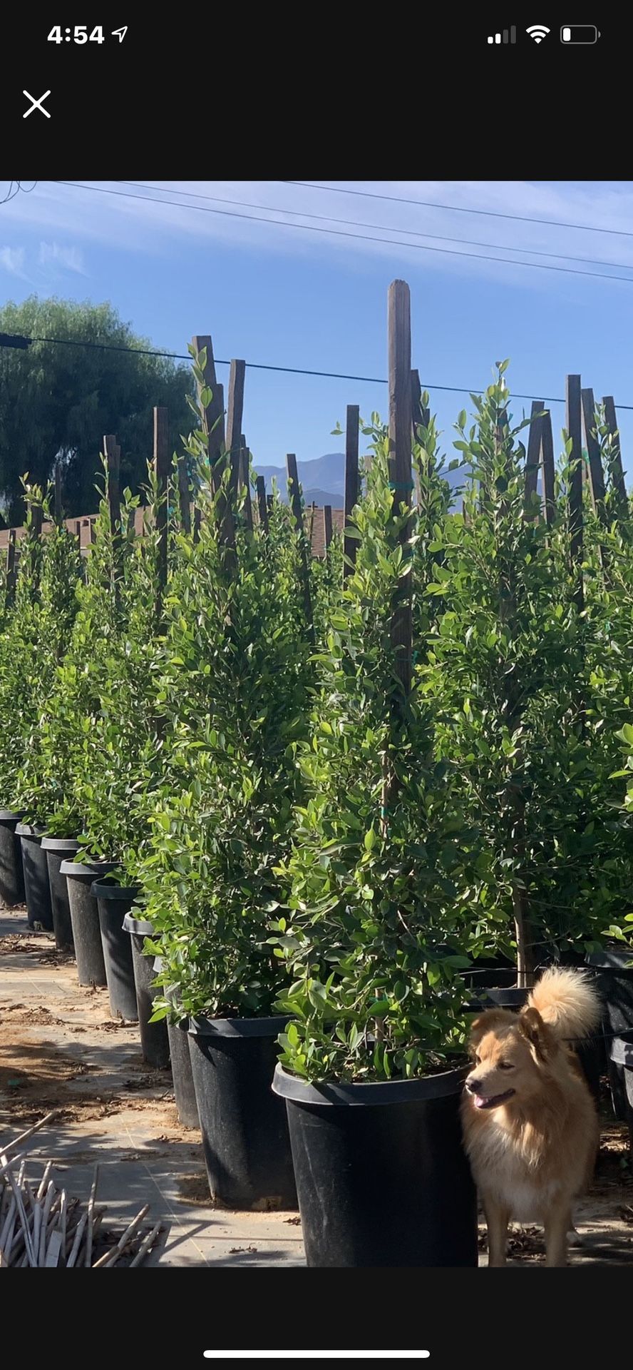 Ficus nitida, Indian Laurel Ficus Tree, Indian Laurel Column Hollywood ...