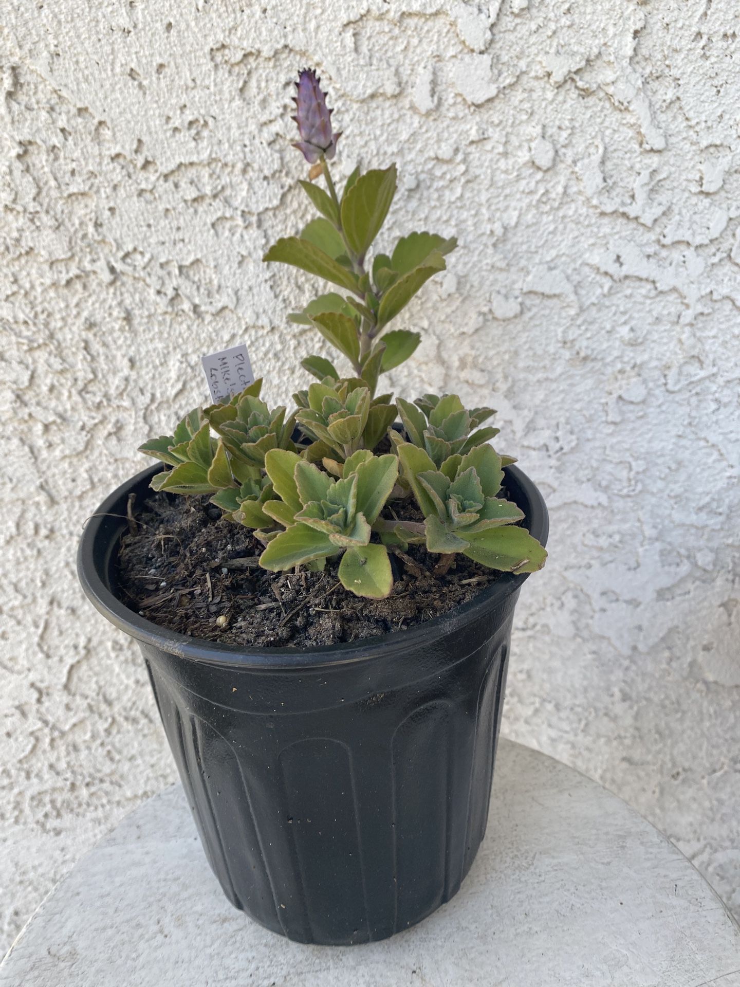 1 Gallon Pot Succulent Plant- Plectranthus Neochilus - Mike's Fuzzy ...