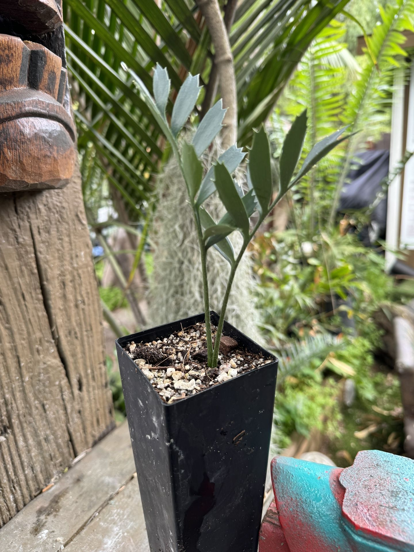 True Blue Arenarius. Encephalartos for Sale in Oceanside, CA - OfferUp