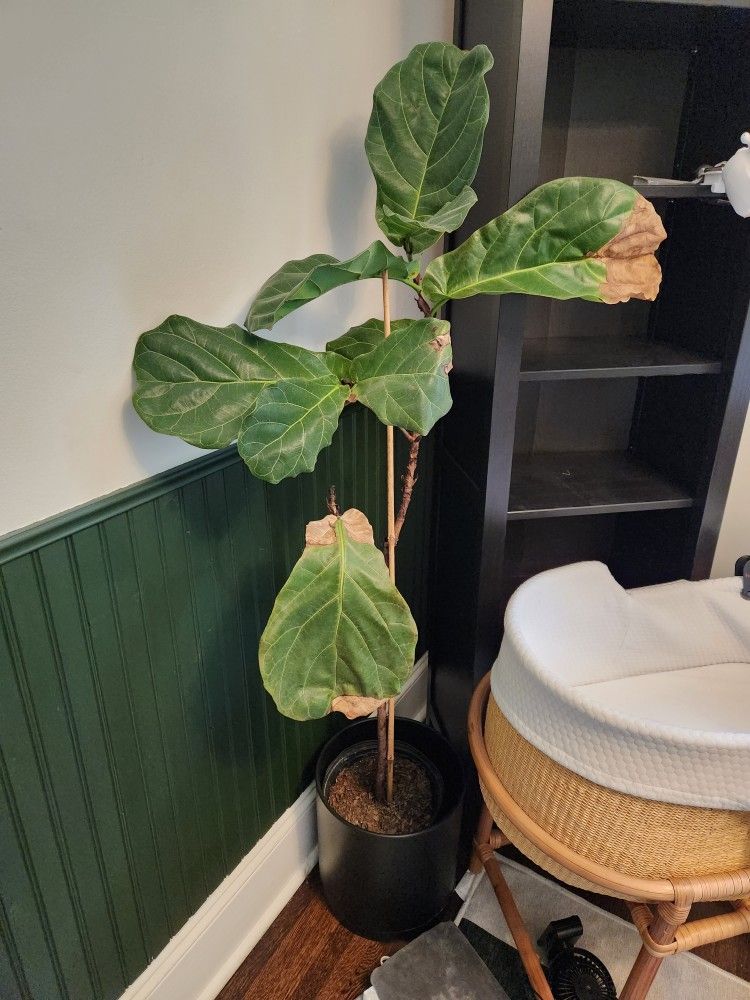 5 Ft Live Ficus Plant for Sale in Charlotte, NC - OfferUp