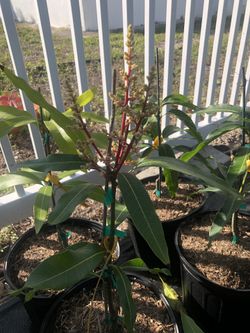 Dwarf MANGO TREES (Multiple Varieties) for Sale in Ind Hbr Bch, FL ...