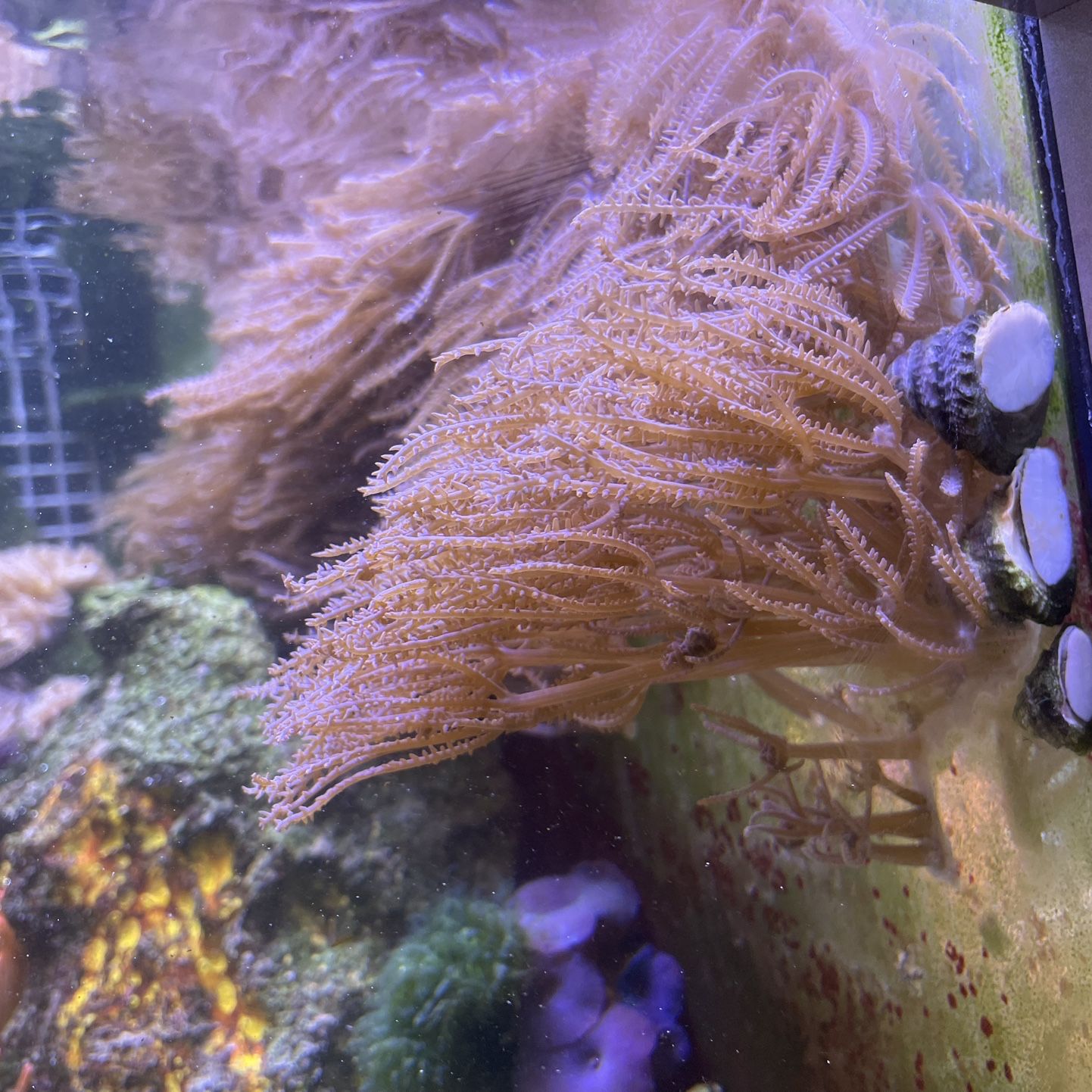 Anthelia Coral