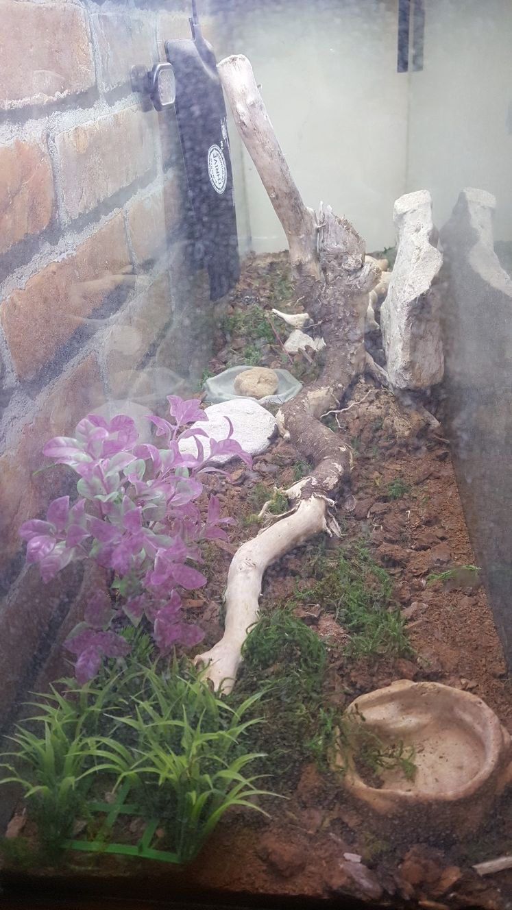 55 Gallon Fish & Reptile Tank for Sale in Chicago, IL - OfferUp