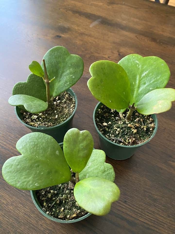 Hoya Heart plant for Sale in Fullerton, CA - OfferUp