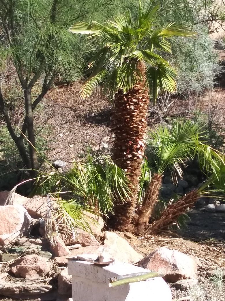 QUEEN PALM TREES for Sale in Tucson, AZ - OfferUp