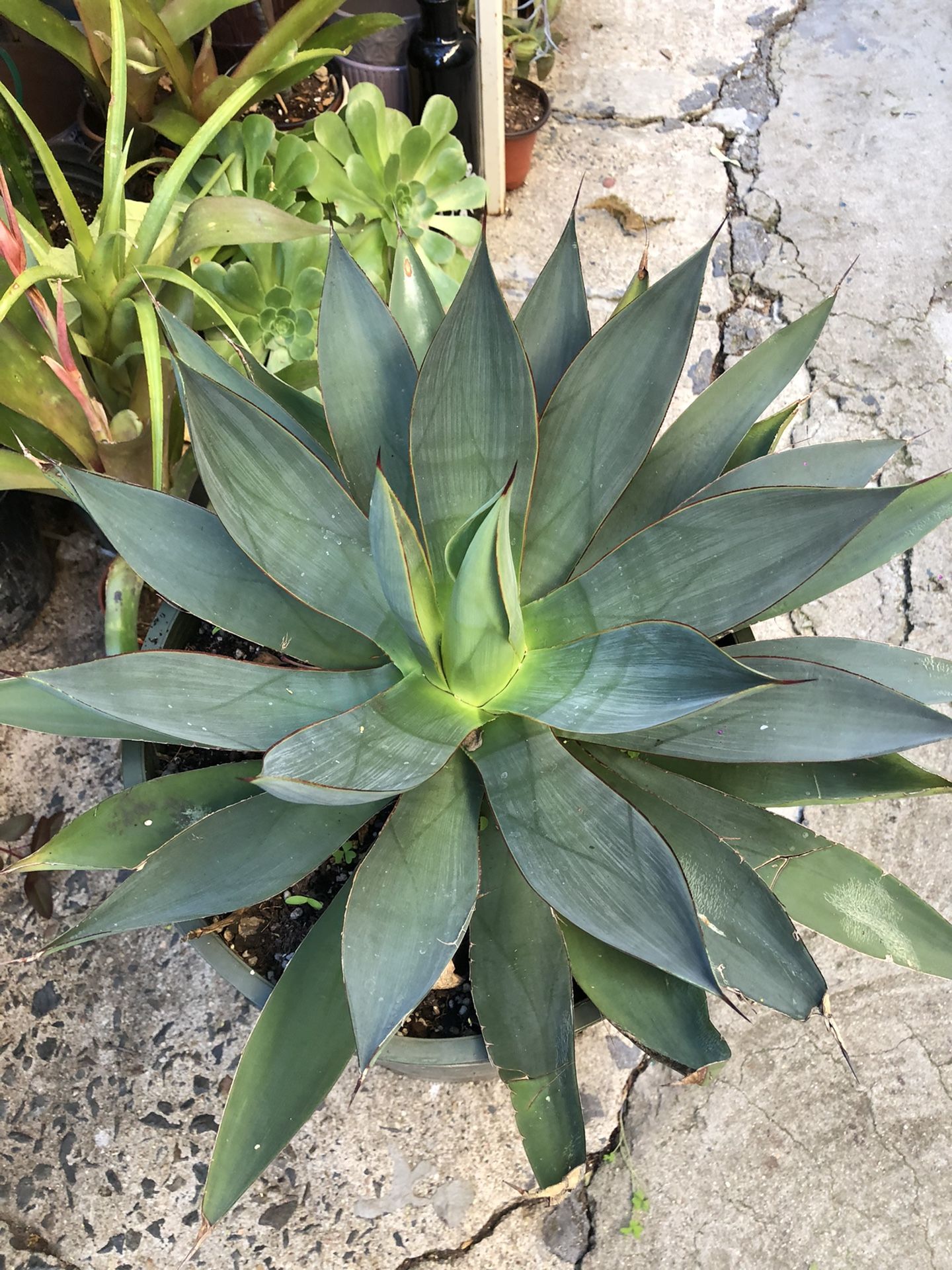 Blue Glow Agave Succulent Plant for Sale in San Diego, CA - OfferUp