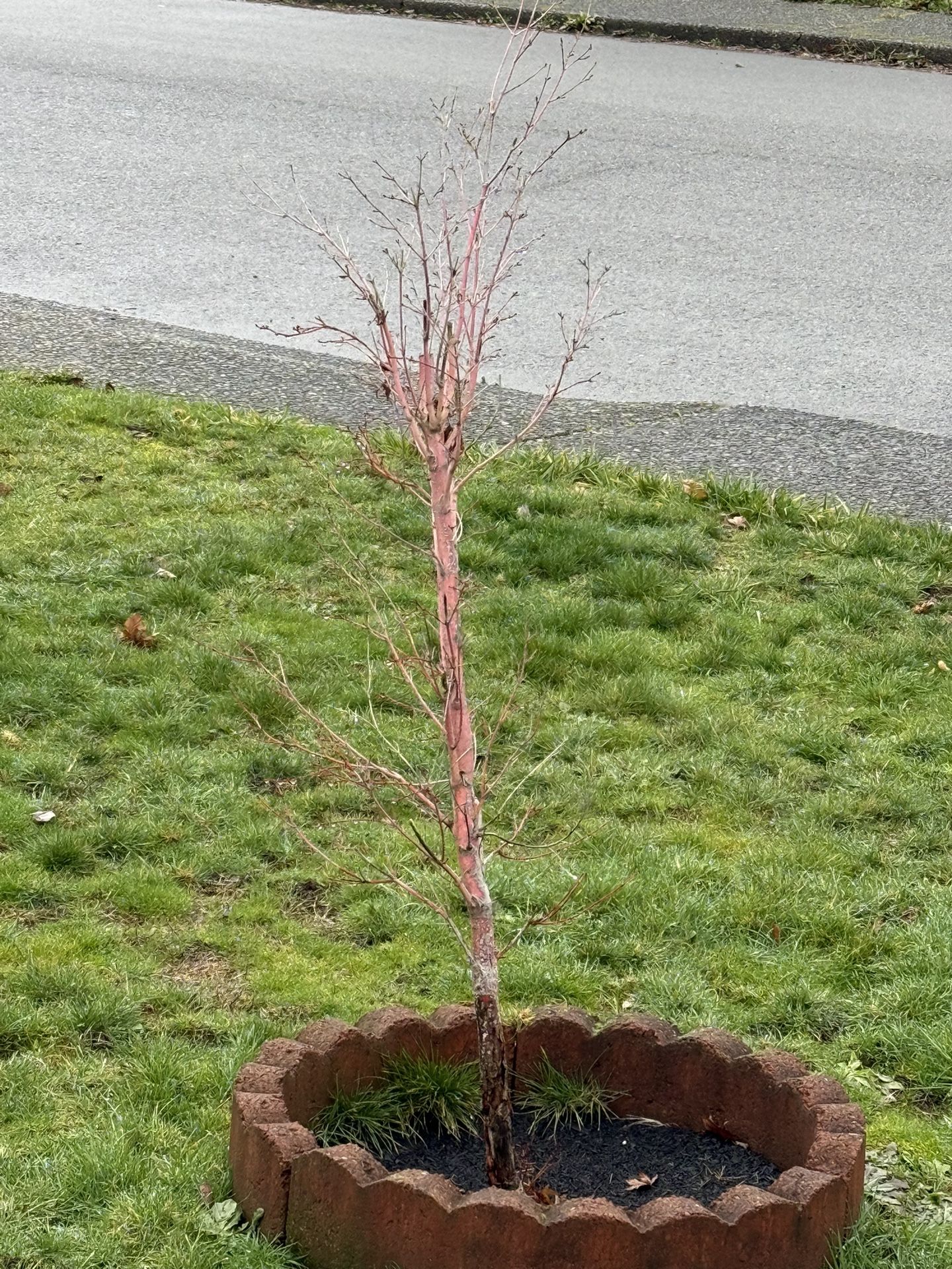 Coral bark Maple for Sale in Tacoma, WA - OfferUp
