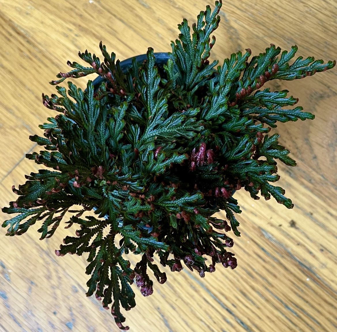 Non-Toxic Ruby Red Selaginella Plant / Low-Light Friendly/ Free ...