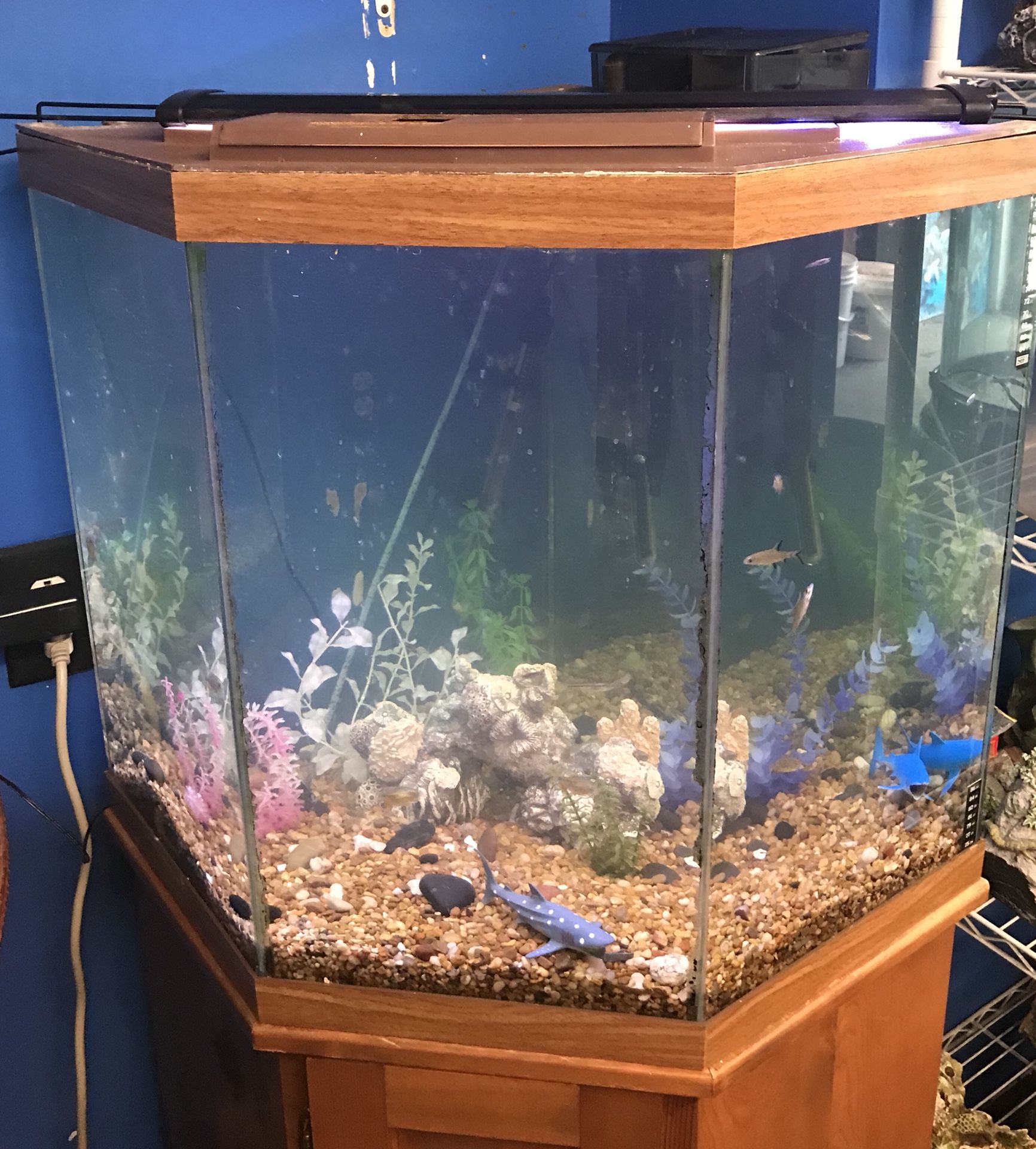 44 gallon corner Pentagon Aquarium fish tank complete $300 for Sale in ...