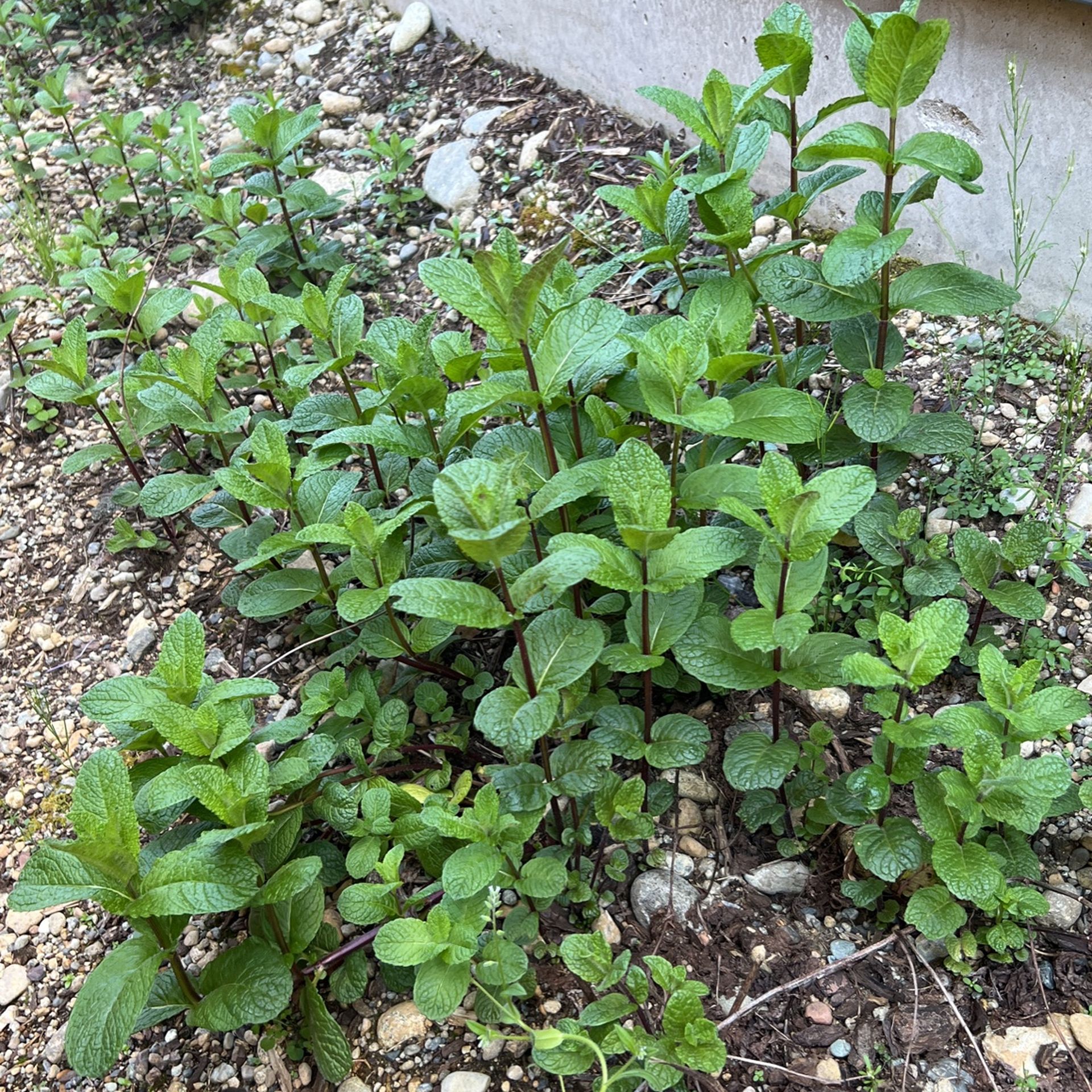Mint Plants For Sale In Lacey WA OfferUp