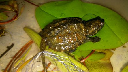 Baby Snapping Turtle Tank Setup