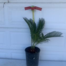 Plants for sale - New and Used - OfferUp