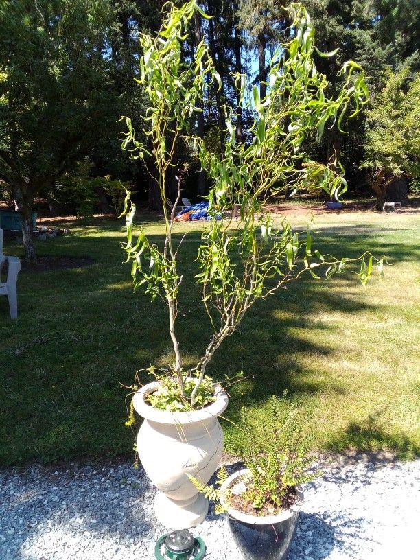 Corkscrew Curly Willow Tree for Sale in Tacoma, WA - OfferUp