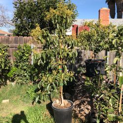 Pinkerton Avocado Tree