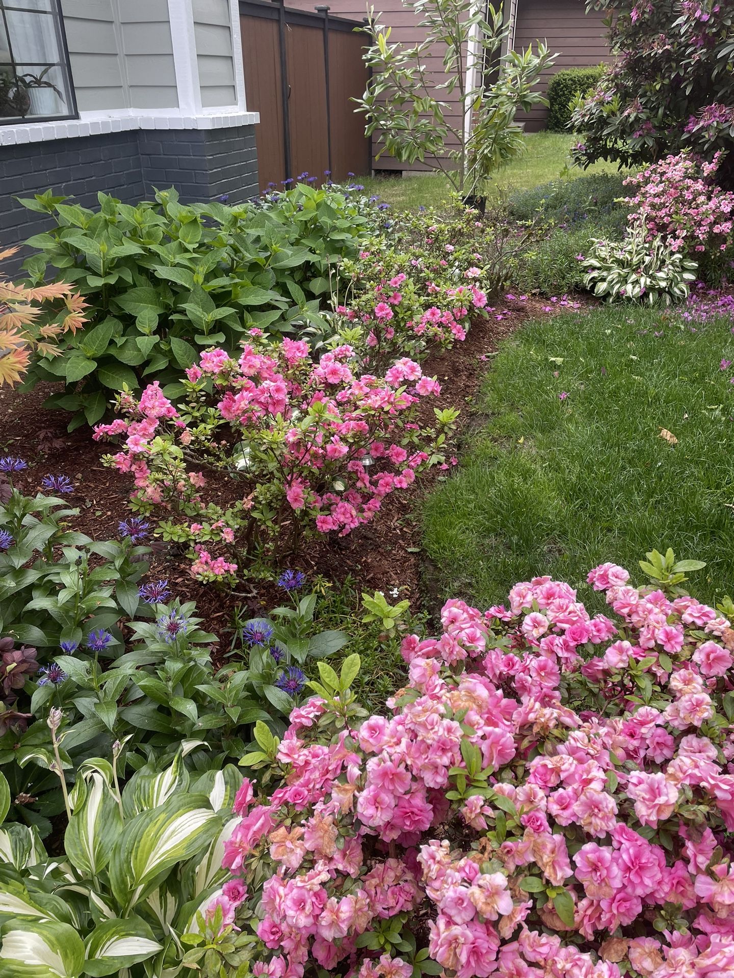 Azalea ‘Pink Ruffles’ Plant with Pink Blooms (Outdoor Plant) for Sale ...