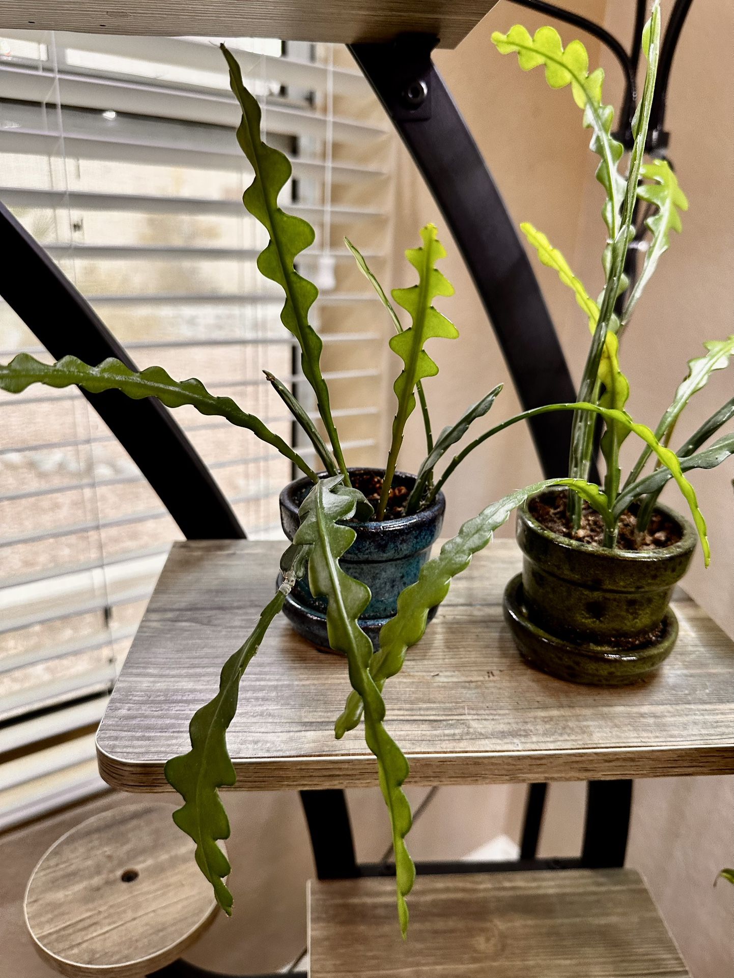 Live Ric Rac Fish Bone Cactus Plant $15 Each With Ceramic Pot & Saucer ...