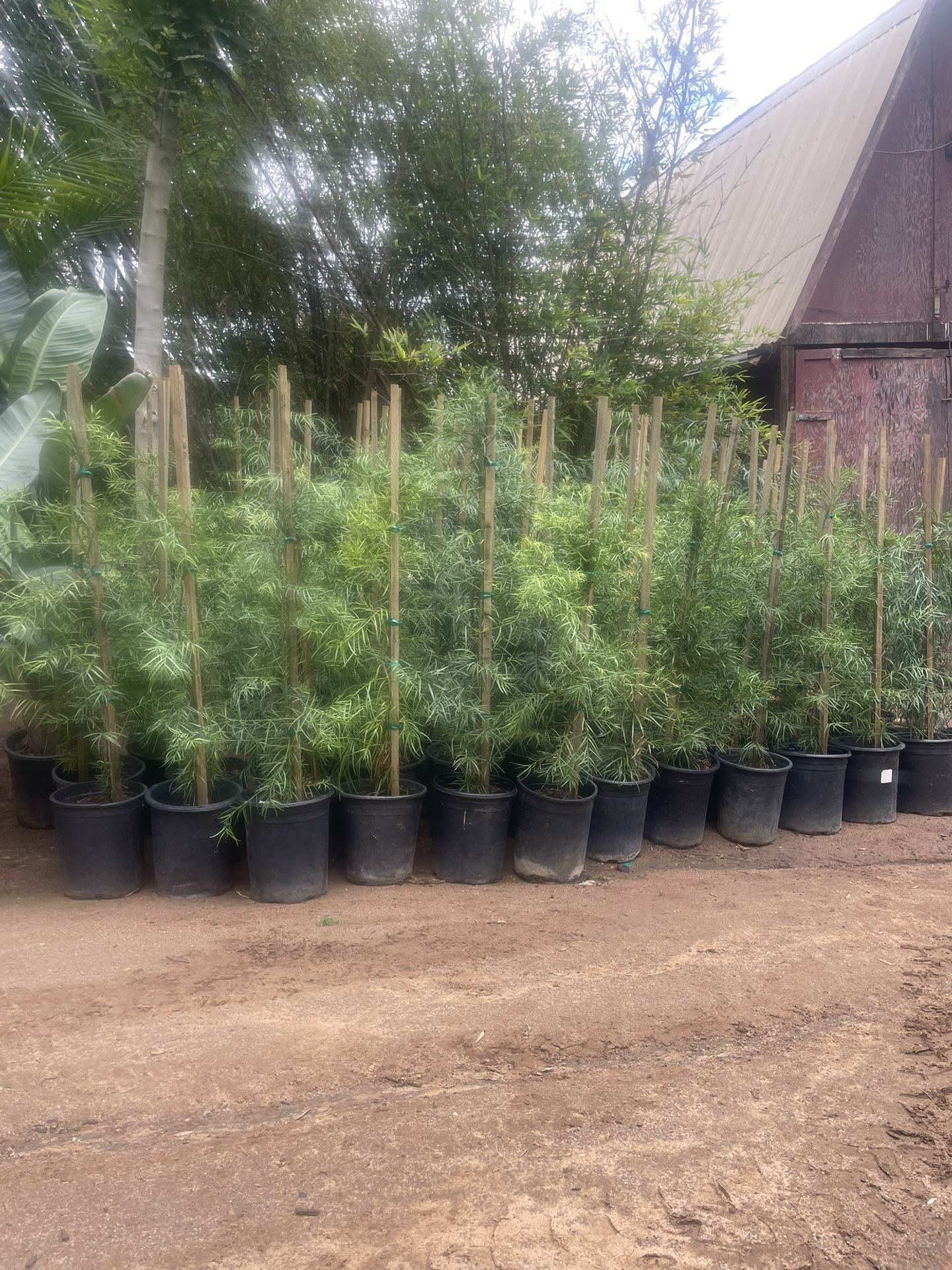 5 Gallon Size- Podocarpus Trees- Pine Trees- Rose Bushes- Cypress ...