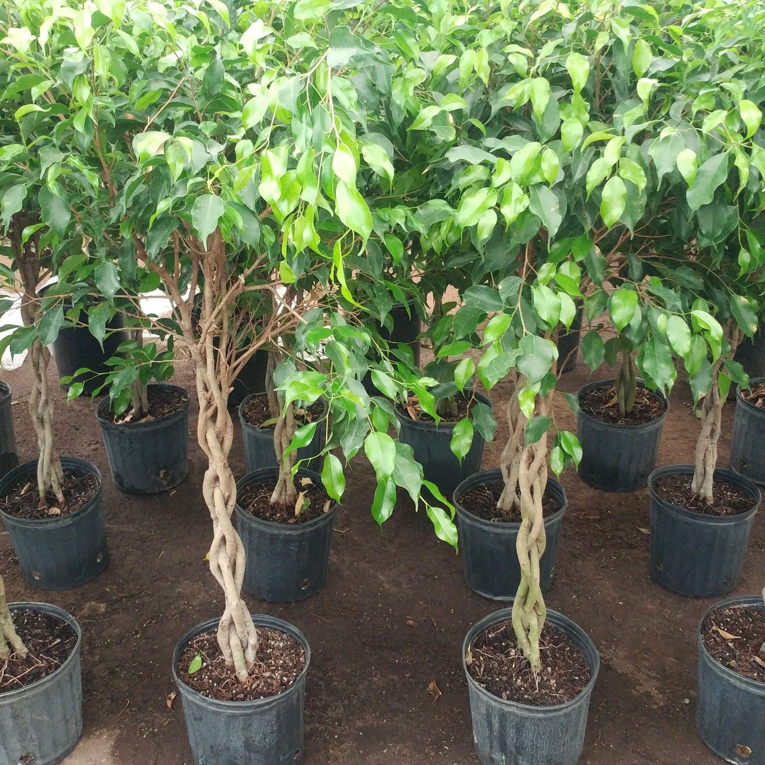 Braided Ficus Tree for Sale in Los Angeles, CA - OfferUp