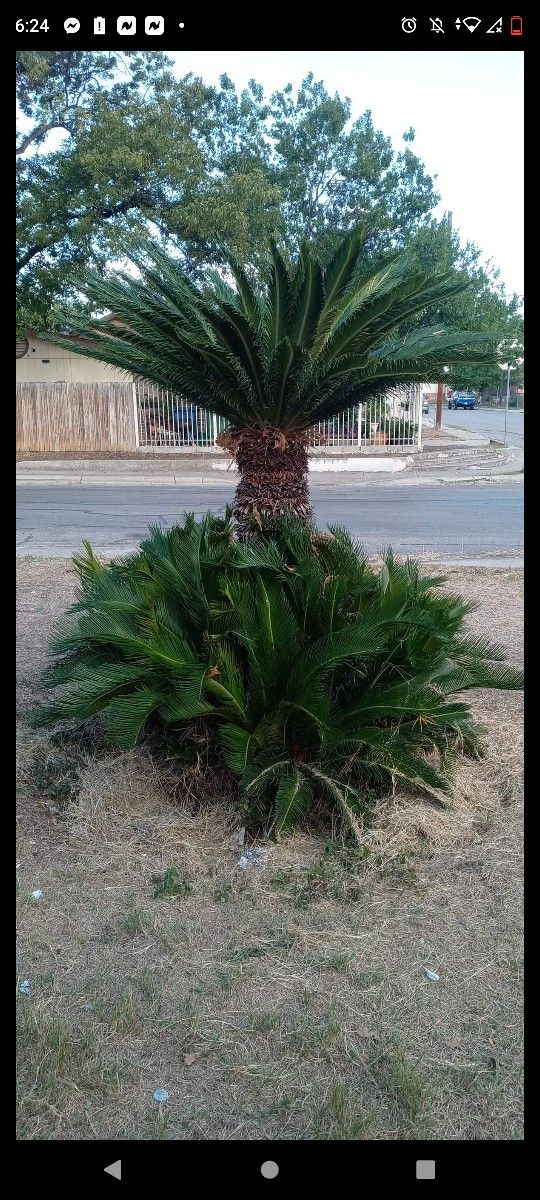Sago Palm Tree Seeds