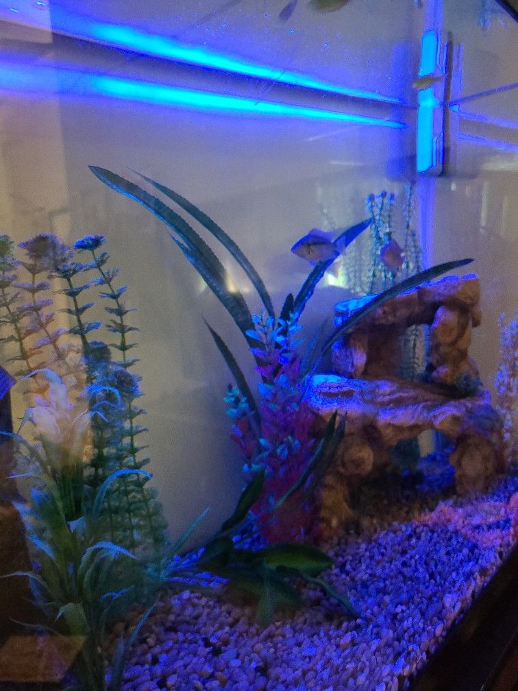 65 Gal Fish Tank for Sale in Fort Lauderdale, FL - OfferUp