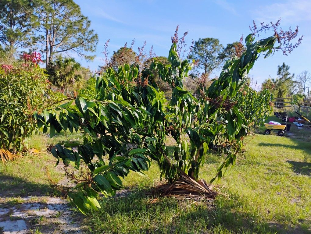 Mango Trees With Full Blossom And Young Mango Buds for Sale in Miami ...