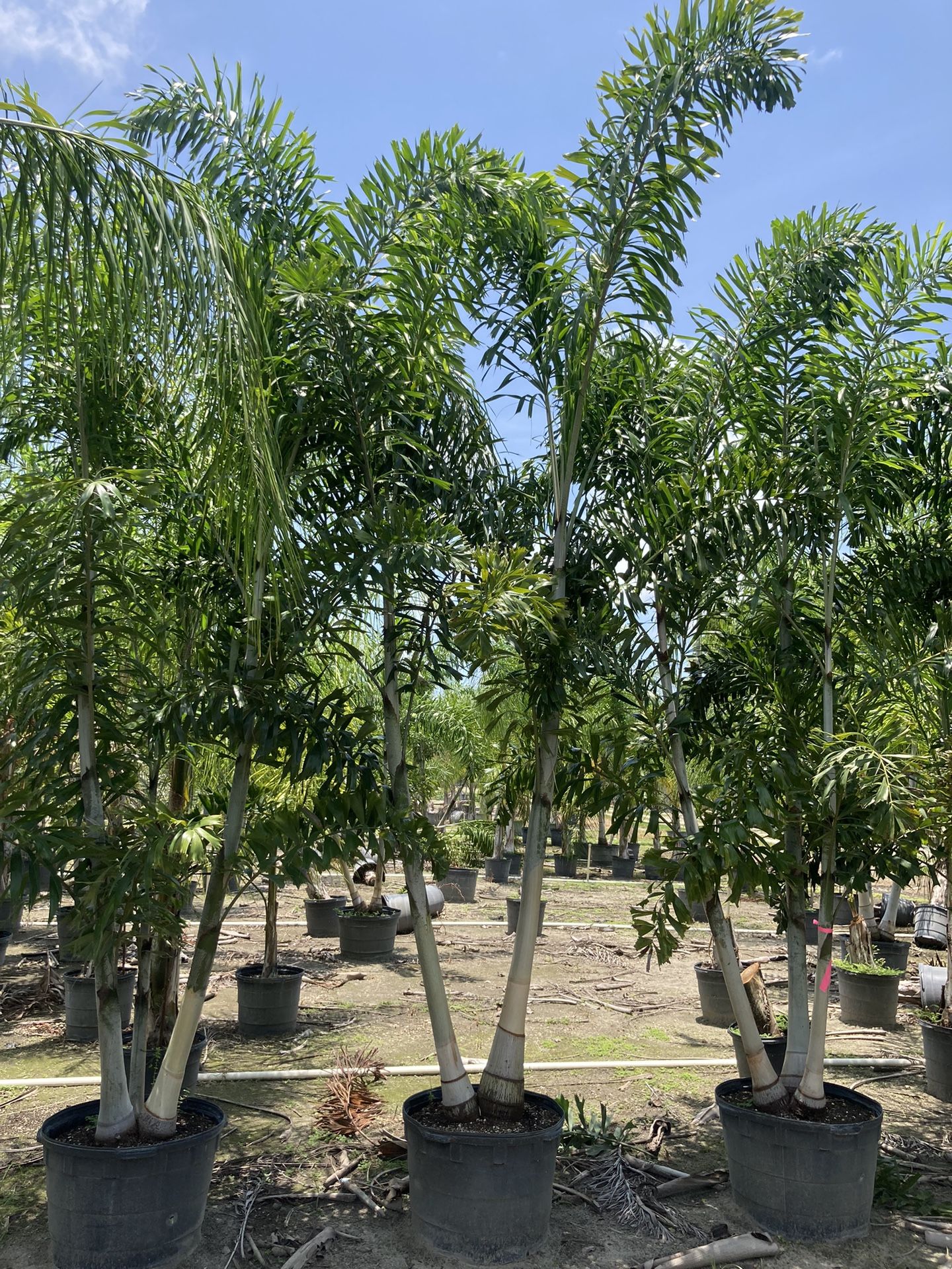 Foxtail Palm Trees for Sale in Fort Lauderdale, FL - OfferUp