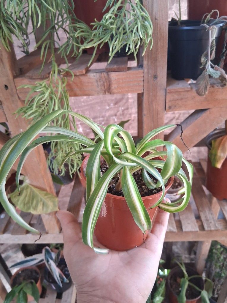 Plants for Sale in Donna, TX - OfferUp