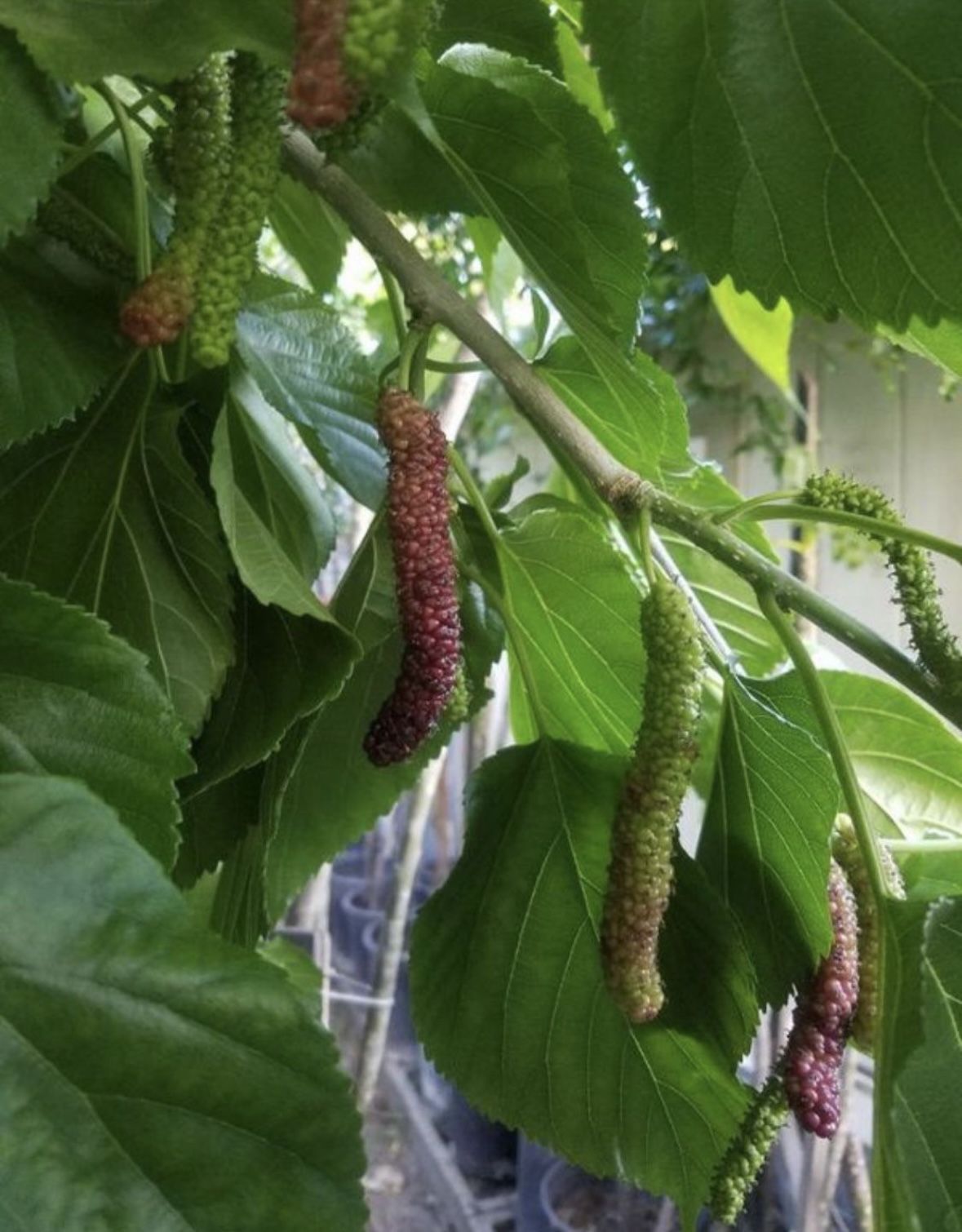 Pakistan Mulberry Tree for Sale in La Habra Heights, CA - OfferUp