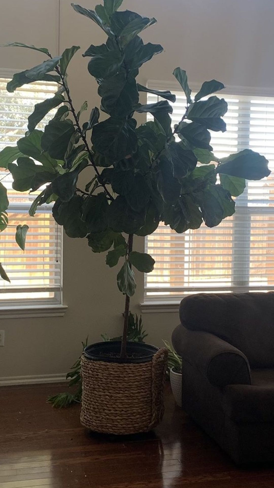 Real Ficus lyrata Fiddle leaf fig FLF Tree 10ft for Sale in Mansfield ...