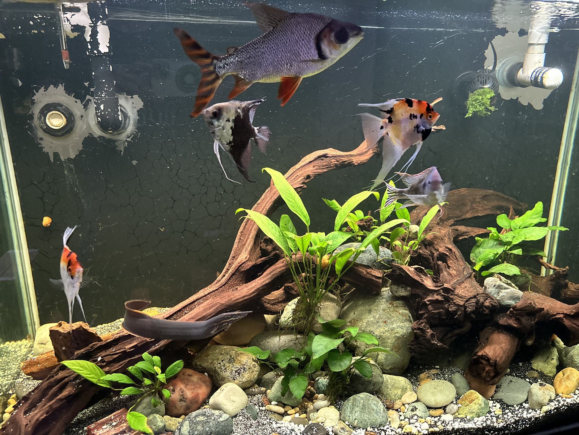 Aquarium and Fish Tank Equipment NO LIVE FISH (read description) NO ...