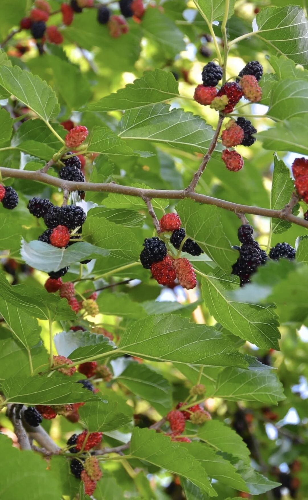 Female Fruiting Mulberry Tree for Sale in Glendale, AZ - OfferUp
