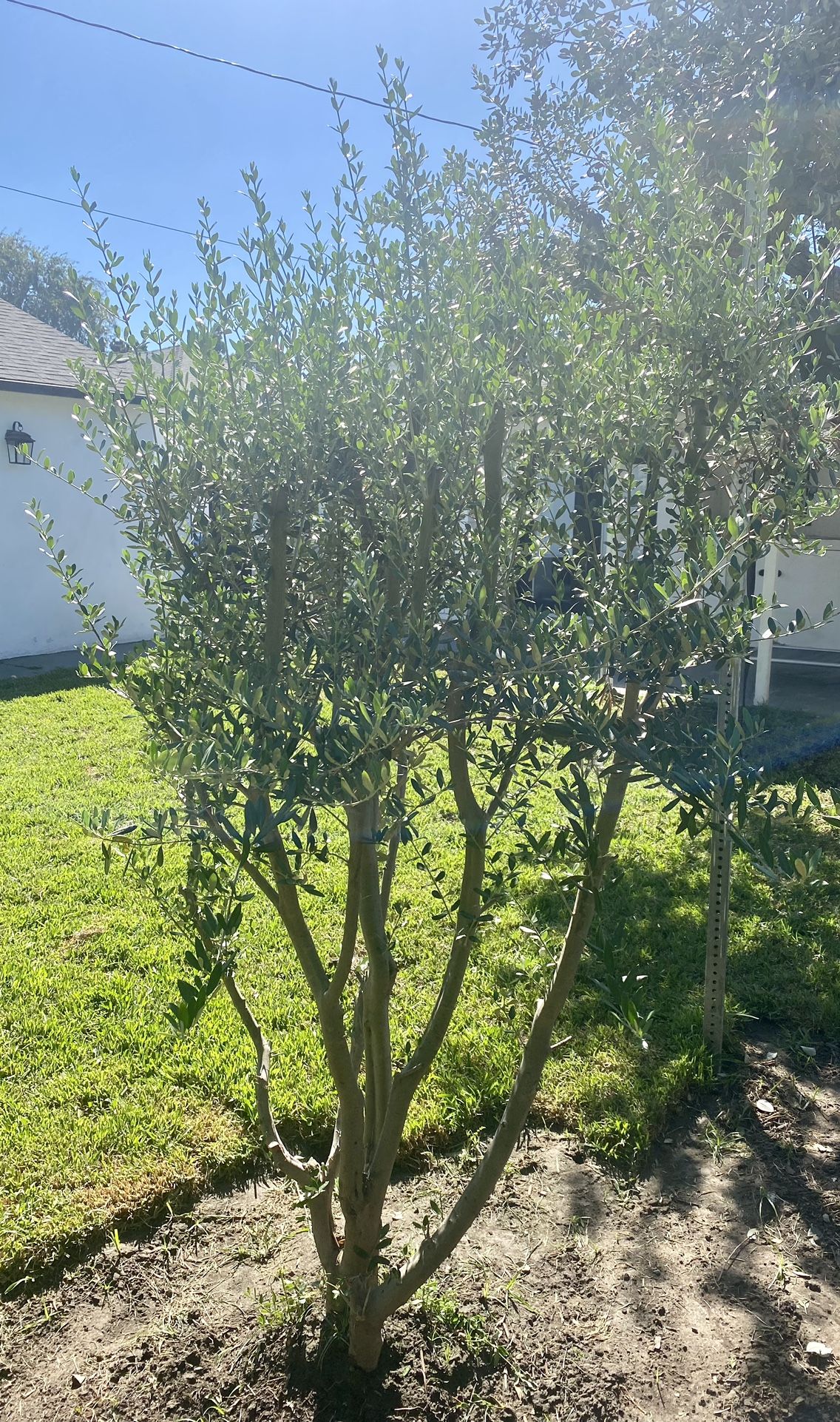 7 Feet Tall Olive Tree for Sale in Downey, CA - OfferUp