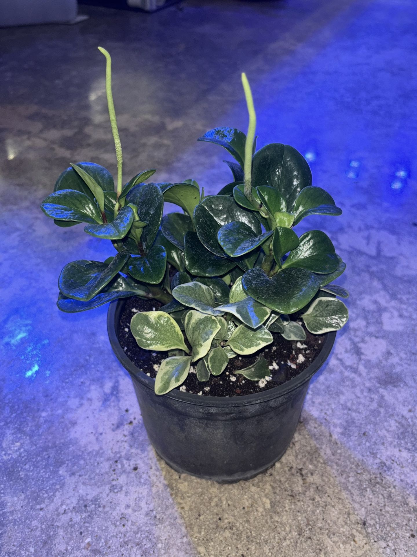 Peperomia Emerald 6” for Sale in Hialeah, FL - OfferUp