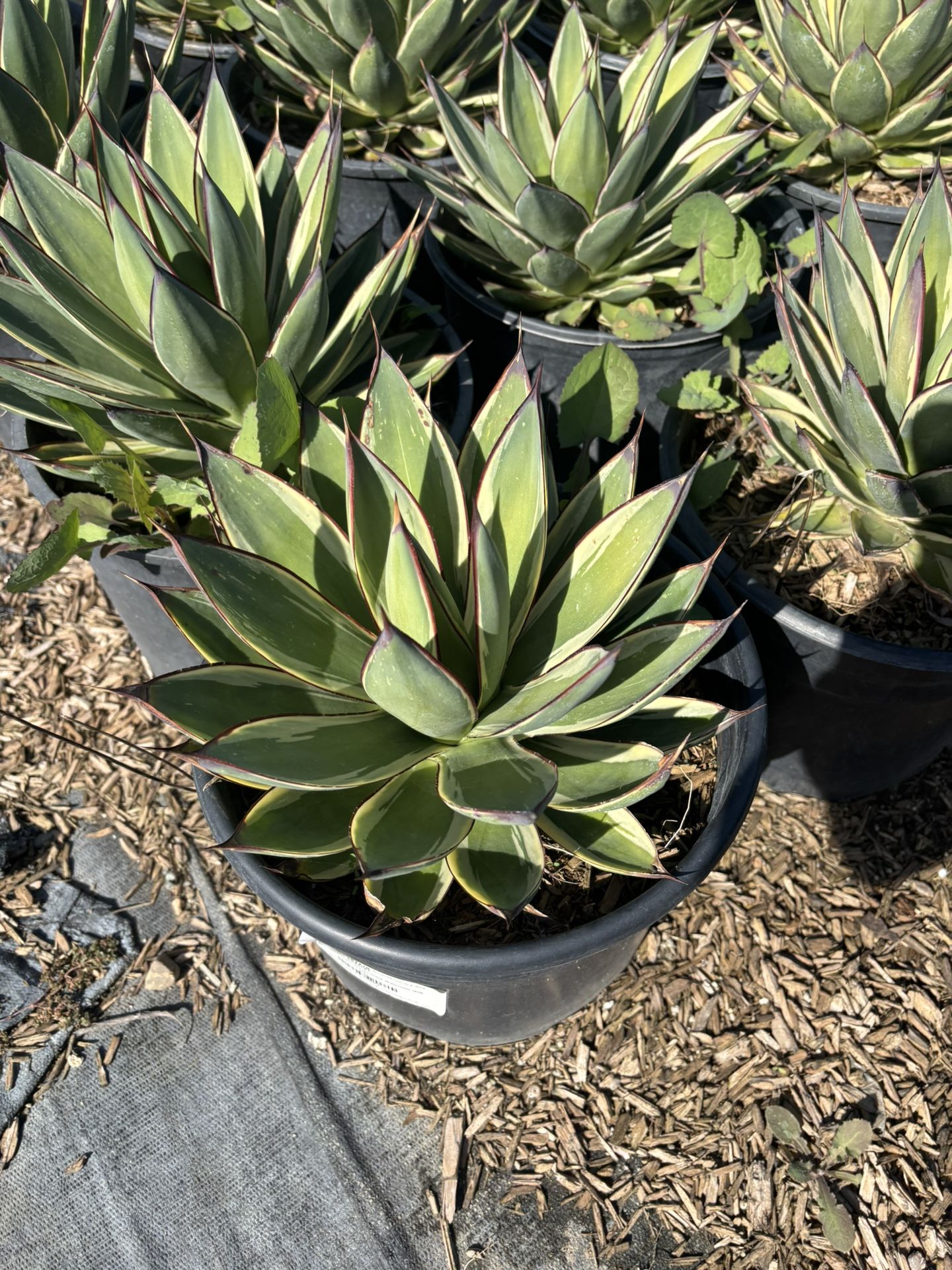 Agave Snow Glow for Sale in Chino, CA - OfferUp
