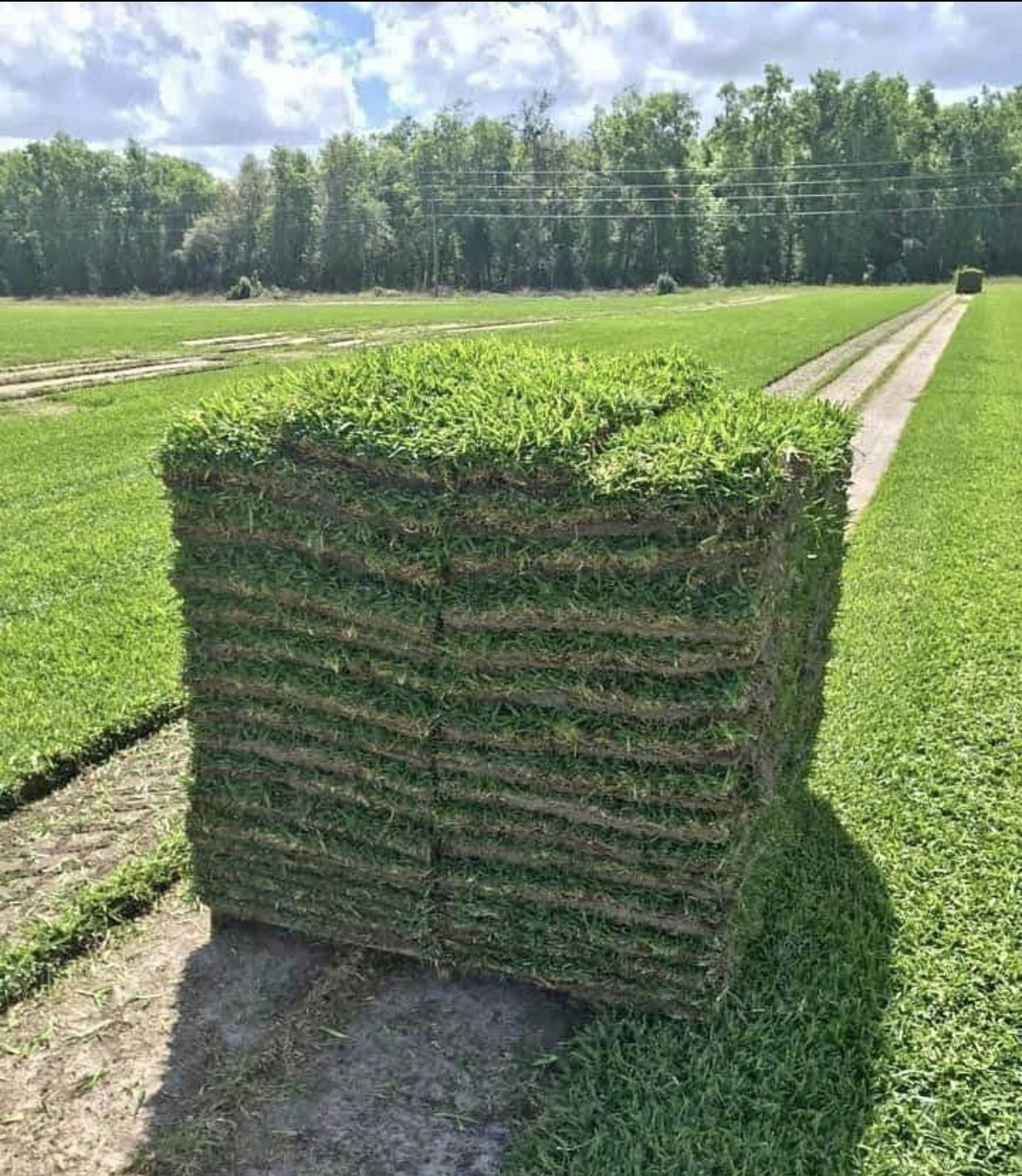 Sod, sod , Fresh Sod , sod, for Sale in Orlando, FL - OfferUp