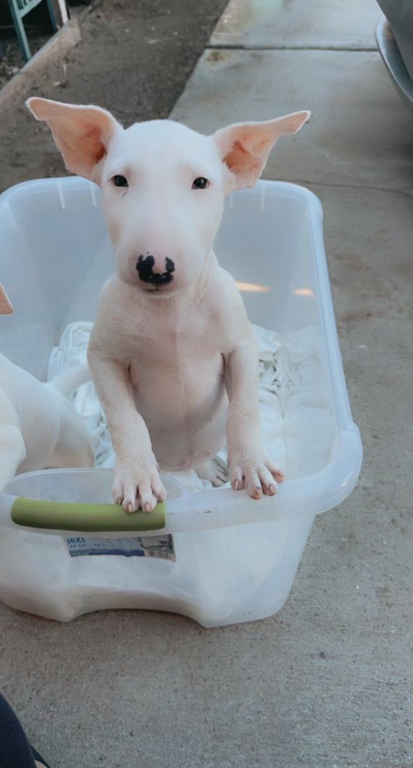 Spud Mckenzie Puppies