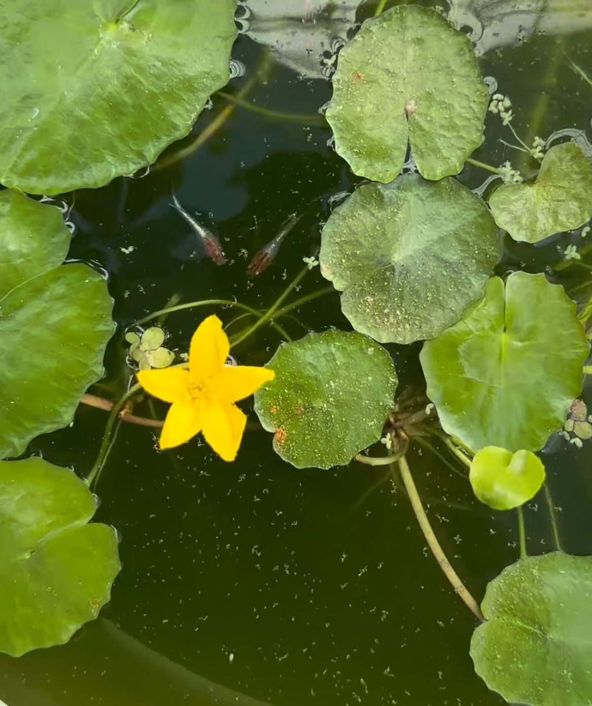 Floating Heart Nymphoides peltata Lily Pond Plant for Sale in Rancho ...