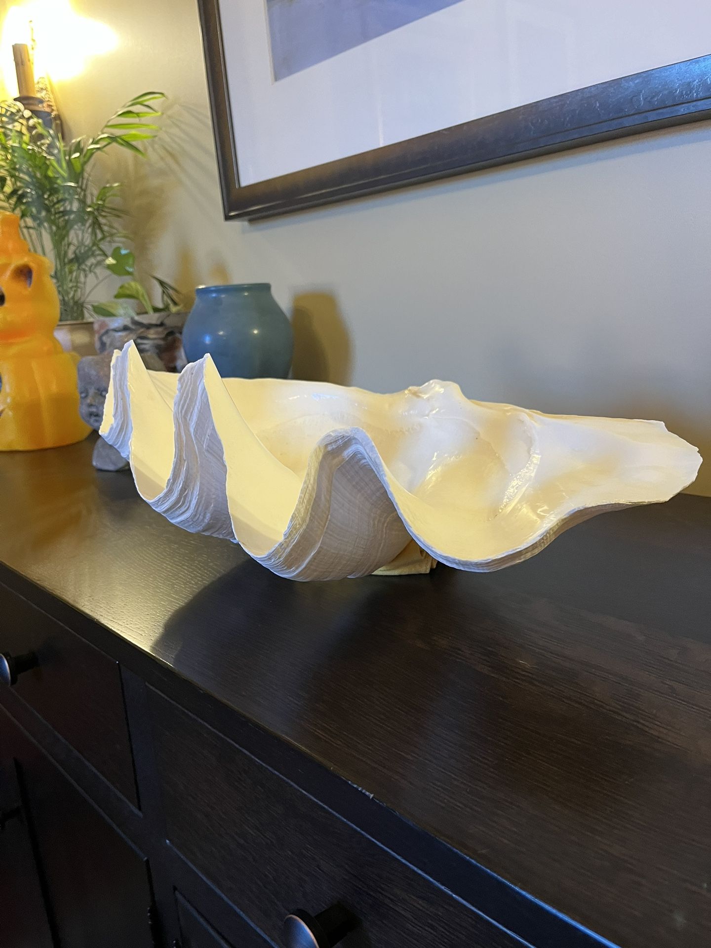 Rare Real Extra Large Giant Clam Sea Shell Half Decorative Display ...