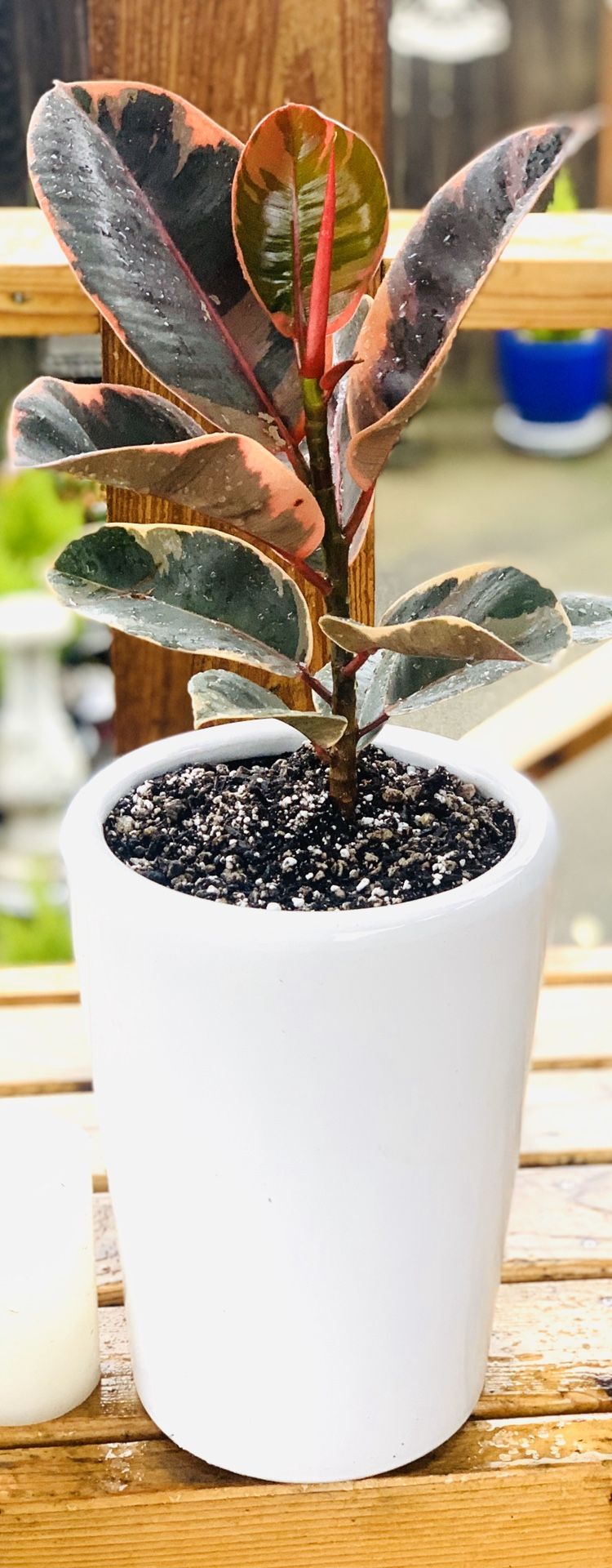 Live indoor variegated Ruby Rubber tree (Ruby Tineke, Ficus Elastica ...
