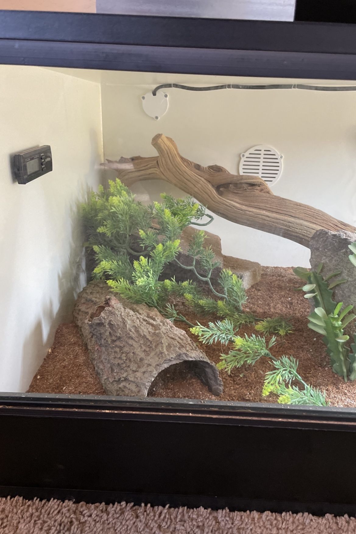 Complete Uromastyx Setup. Includes EVERYTHING for Sale in Peoria, AZ ...