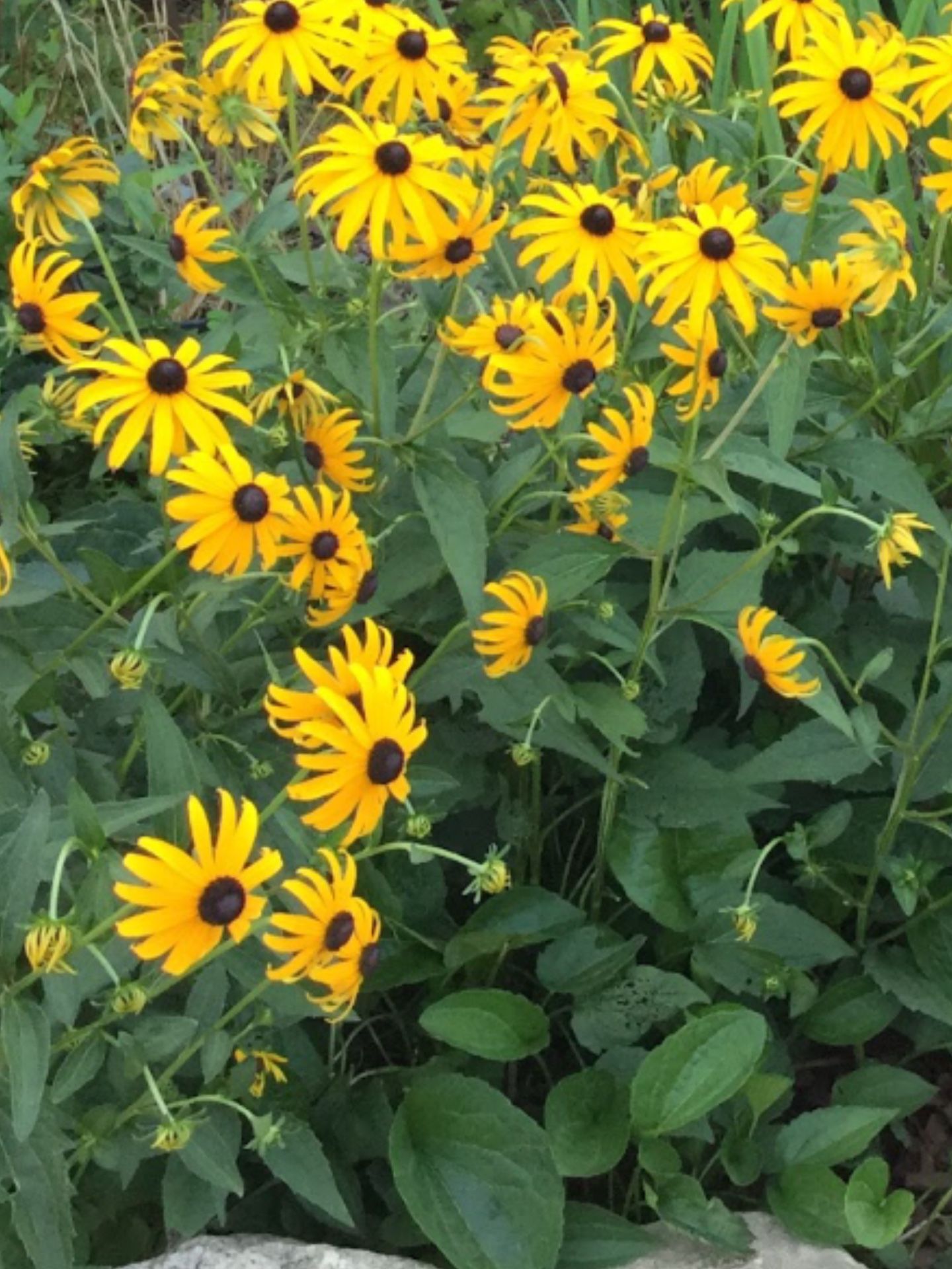 Black Eye Susans Plants for Sale in Massillon, OH - OfferUp