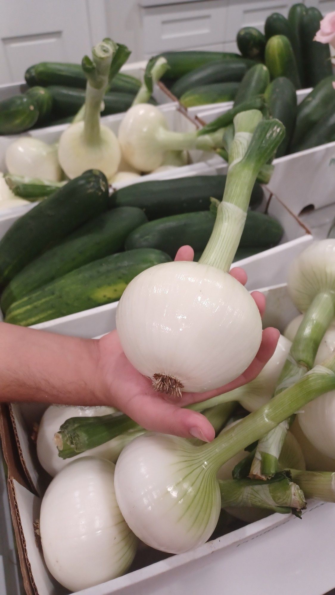Fresh Amish farm produce XLarge onion 2 for $5 Jumbo cucumber 2 for $5 ...