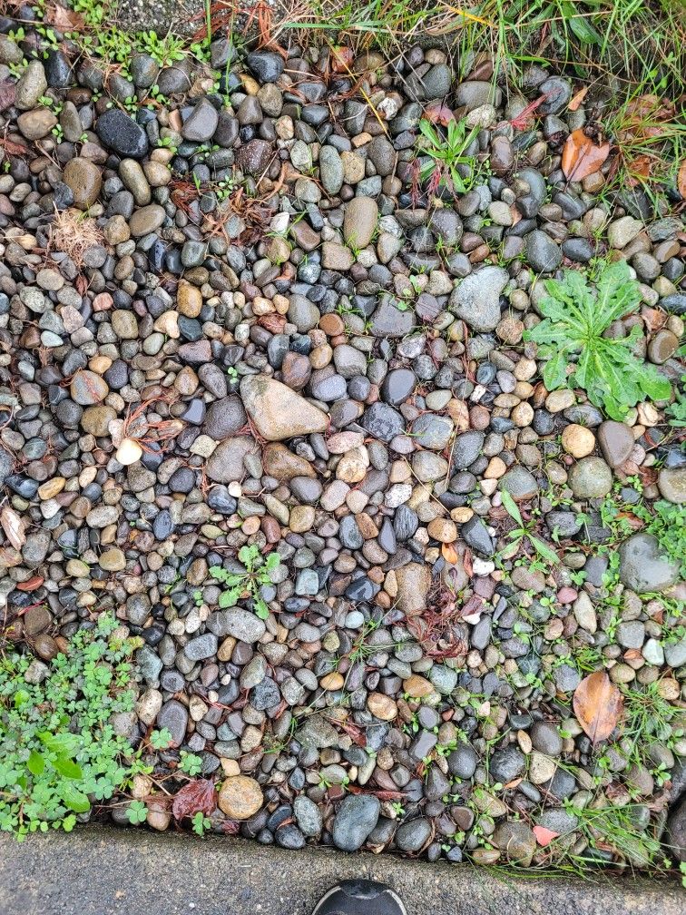 Pending- River Rock - Organic for Sale in Lacey, WA - OfferUp