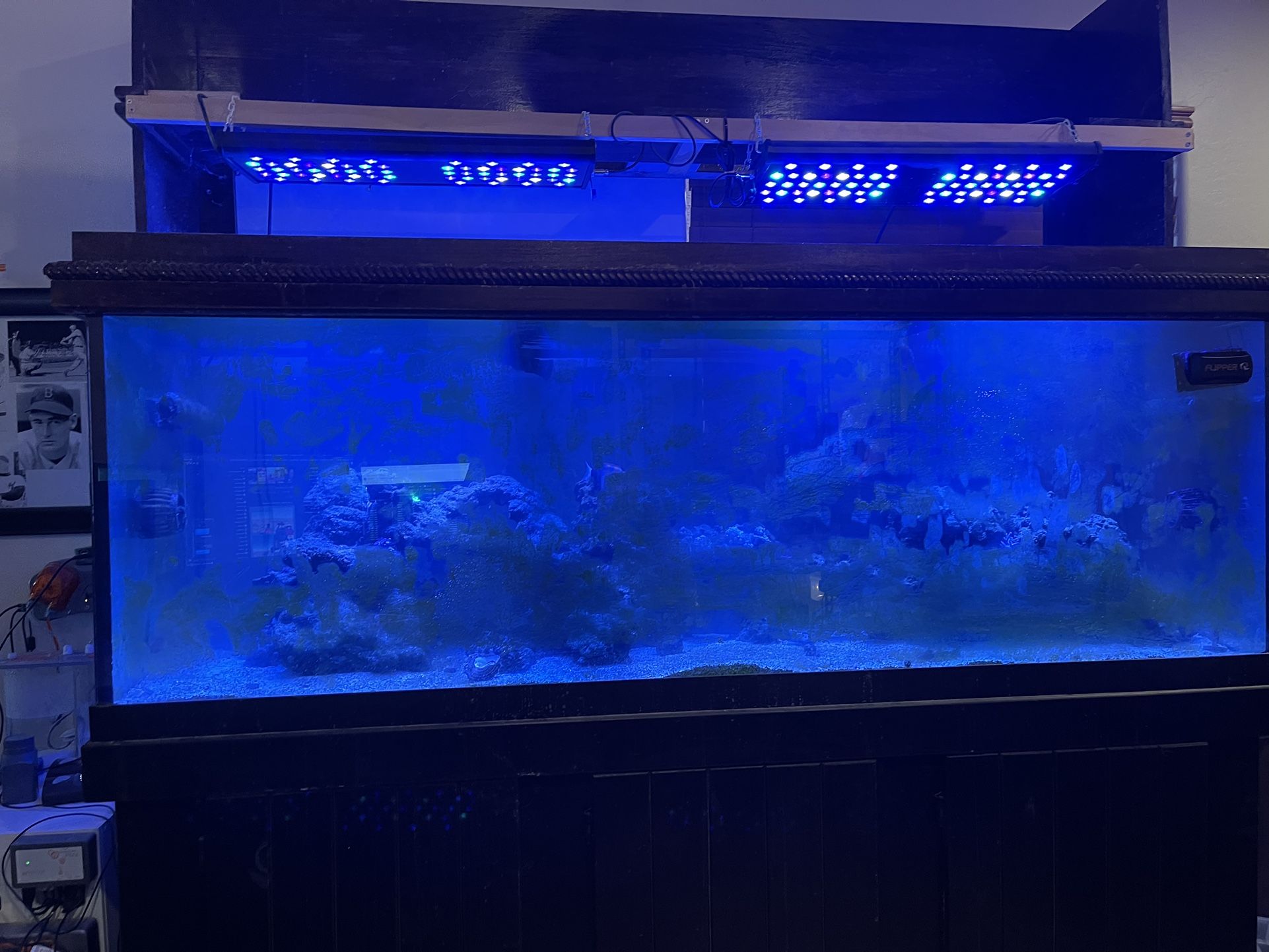 Complete 180g Reef Tank for Sale in Goodyear, AZ - OfferUp