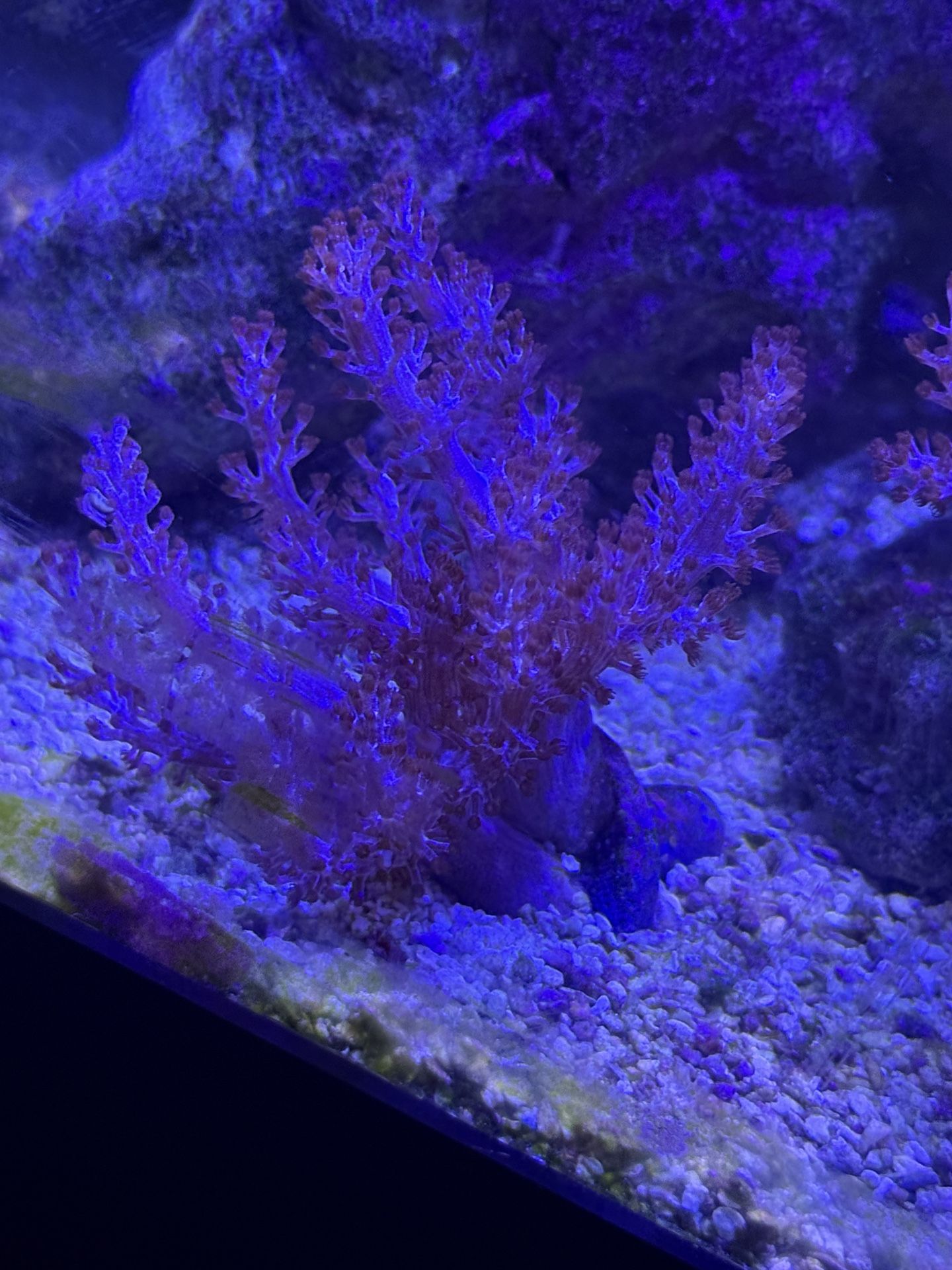 Kenya Tree Fake Decoration For Reef Tank for Sale in Ontario, CA - OfferUp